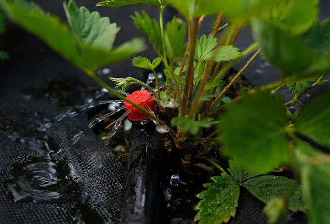 Drip Irrigation vs. Hand Watering | AZ SummerWinds Nursery