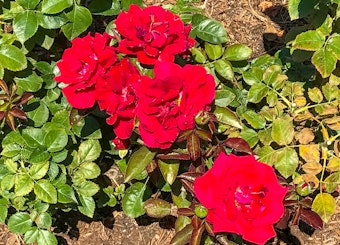 Bush & Shrub Roses | Arizona SummerWinds Nursery