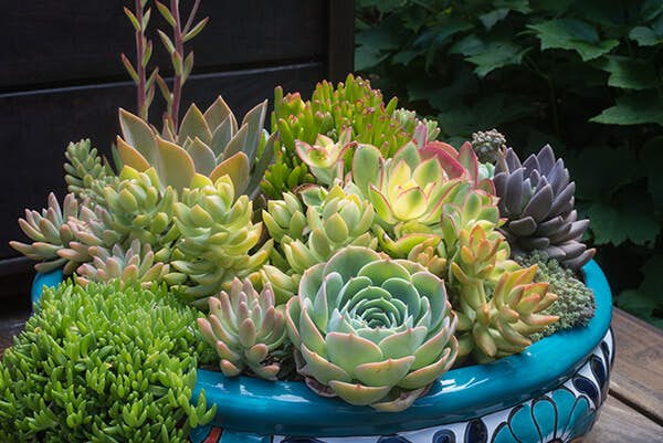 Beautiful Succulents Conserve Water | Arizona SummerWinds