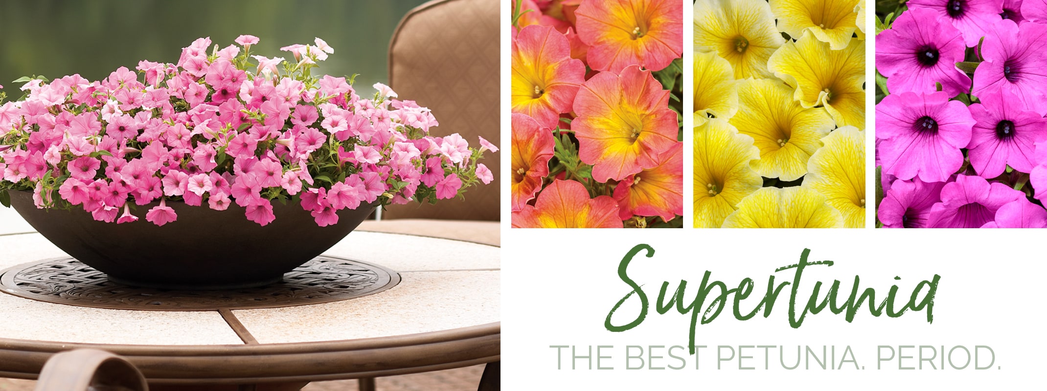 Proven Winners Superpetunias | Best Petunia | CA SummerWinds