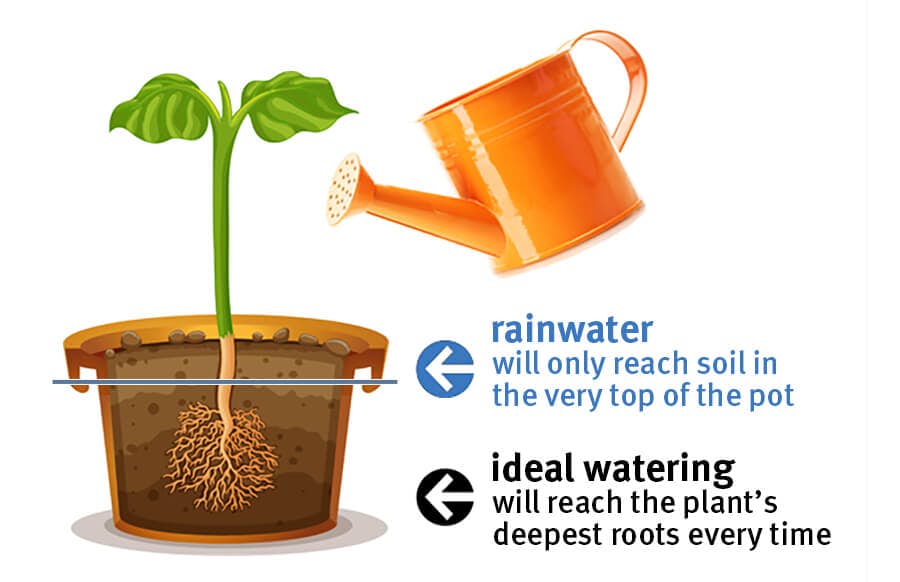 Misconceptions About Watering Potted Plants | AZ SummerWinds