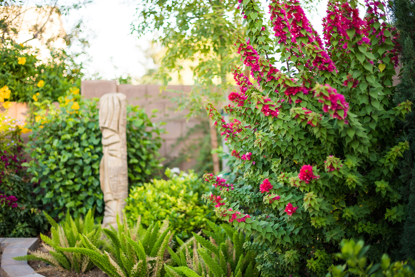 About the Amazing Moringa Tree | Arizona SummerWinds Nursery