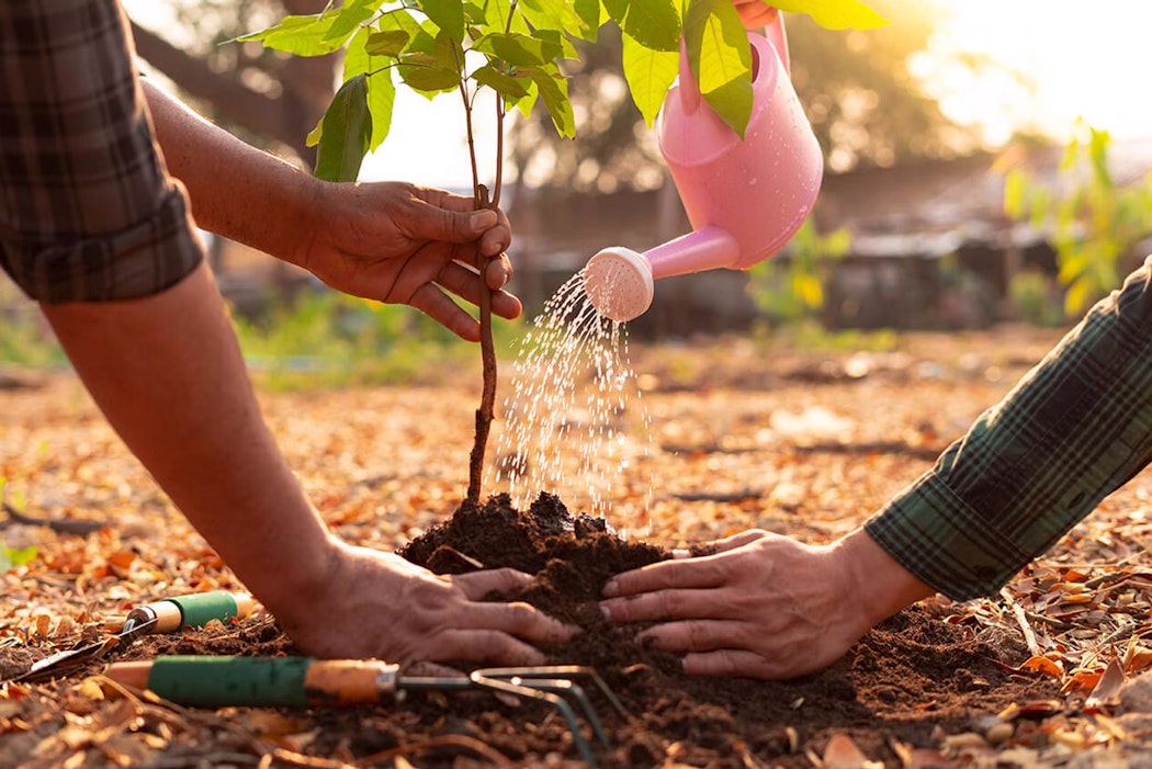 Watering Guides & Heat Protection | AZ SummerWinds Nursery