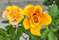 Bush & Shrub Roses | Arizona SummerWinds Nursery