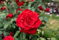 Bush & Shrub Roses | Arizona SummerWinds Nursery