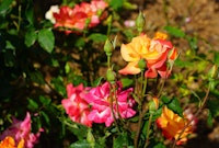 Bush & Shrub Roses | Arizona SummerWinds Nursery