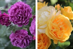 Climbing & Tree Roses | Arizona SummerWinds Nursery