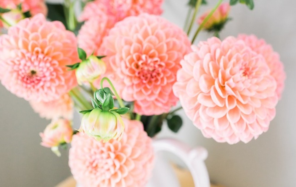 A guide to flowers to offer based on their meanings: Adding a touch of ...