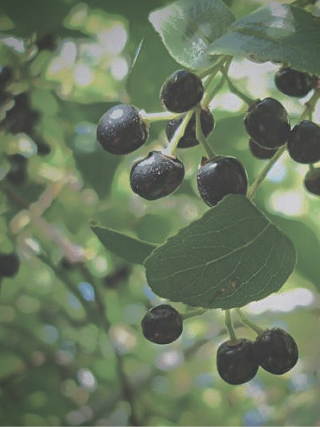 Maqui Berry is better than Bilberry for dry eyes | MTHK