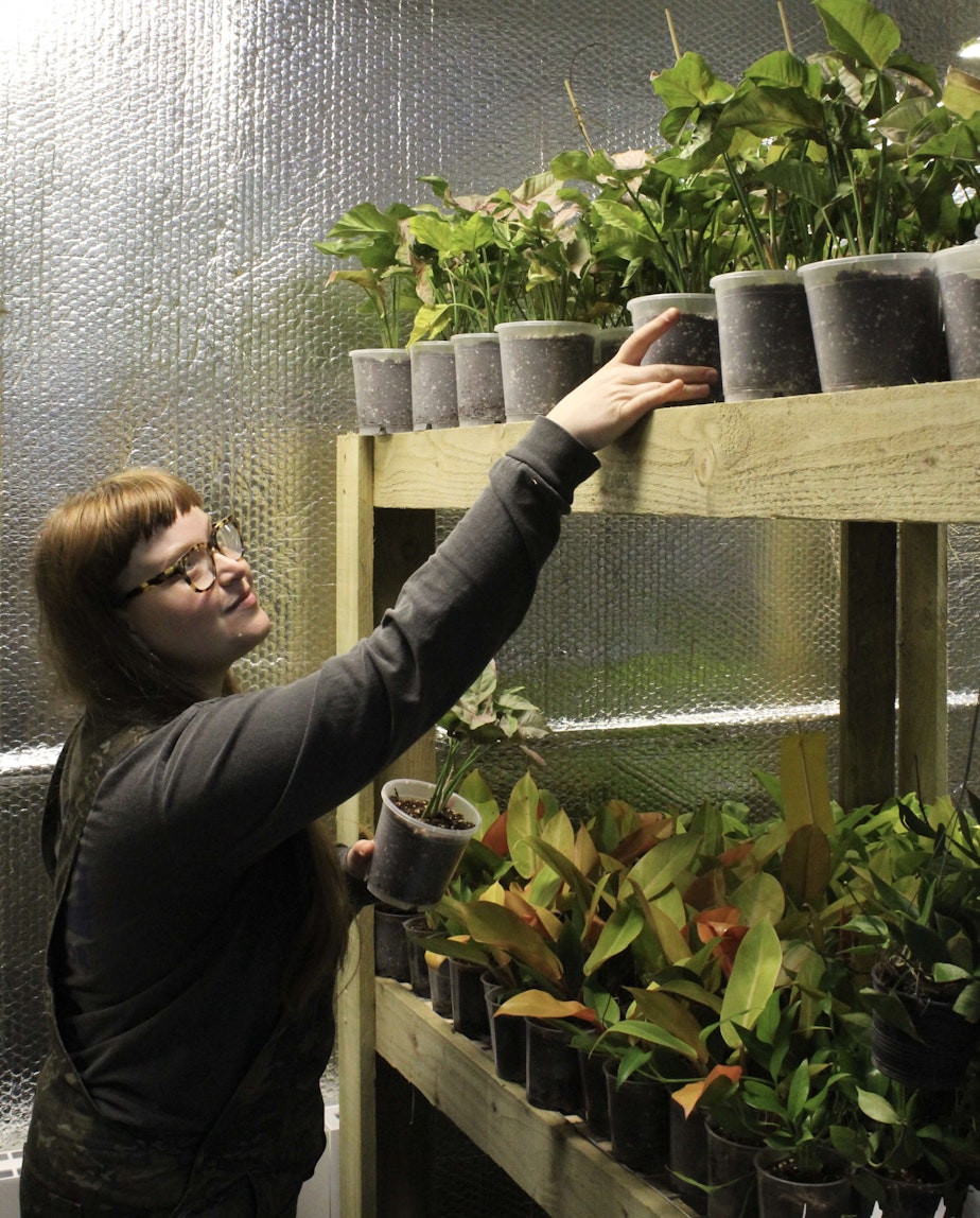 House Plants Liverpool | Root Houseplants