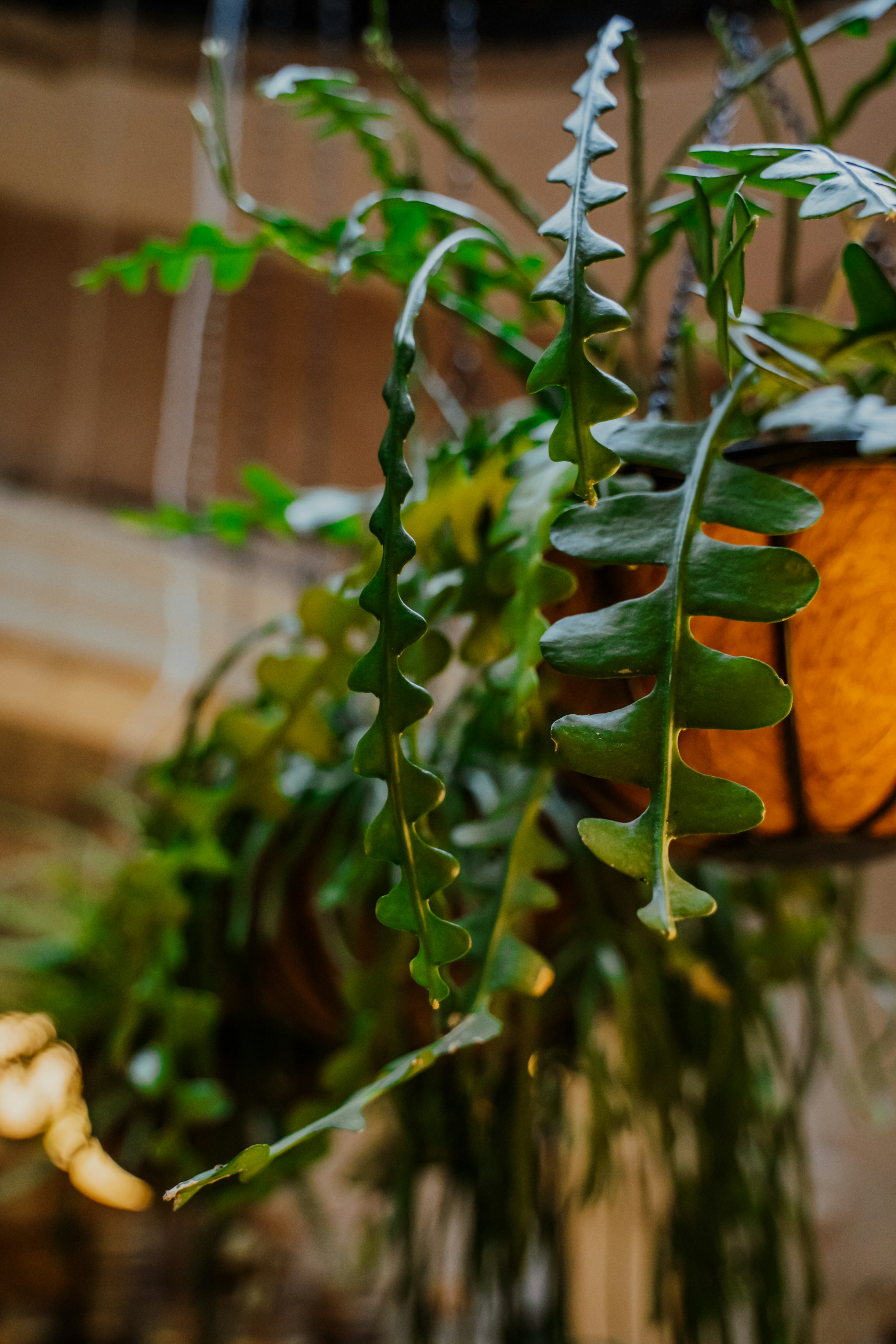 Rudy's Pizza: Restaurant Plant Installation in Liverpool & Manchester