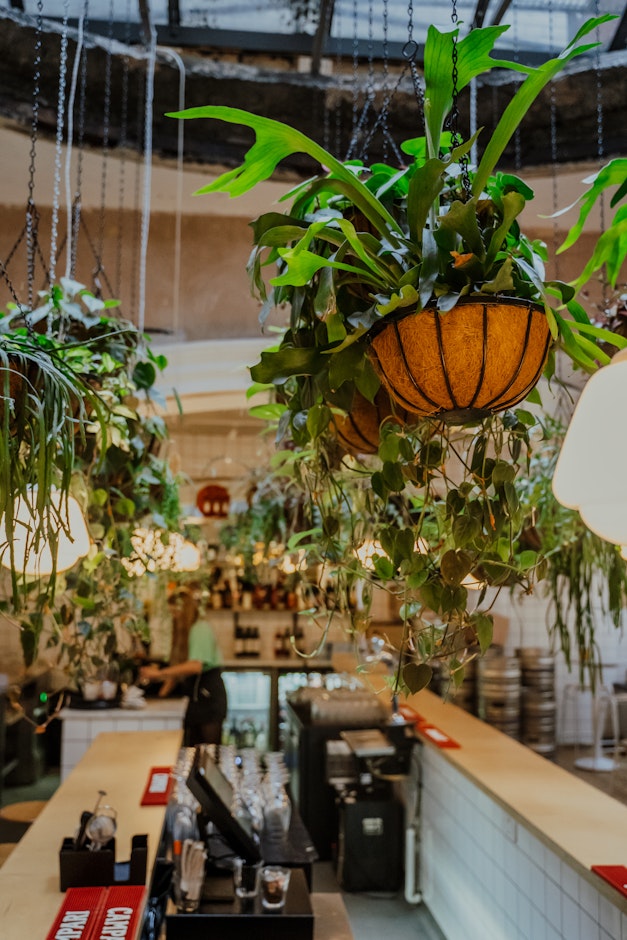 Plant Installations | Root Houseplants