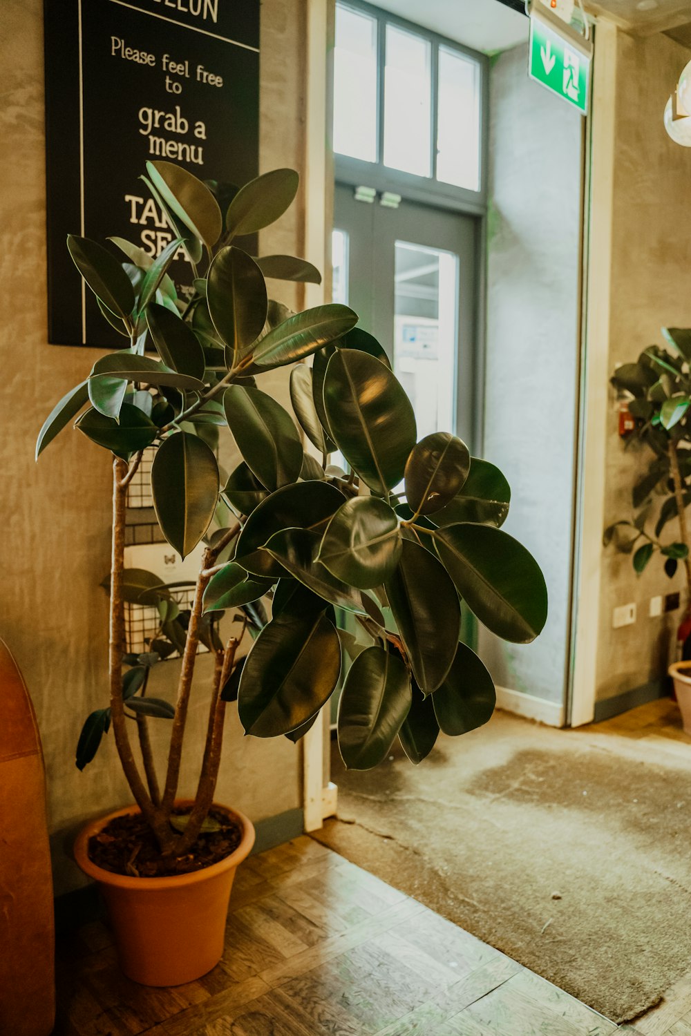 Our Plant Projects | Root Houseplants