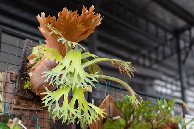 For the Love of Epiphytes | Root Houseplants