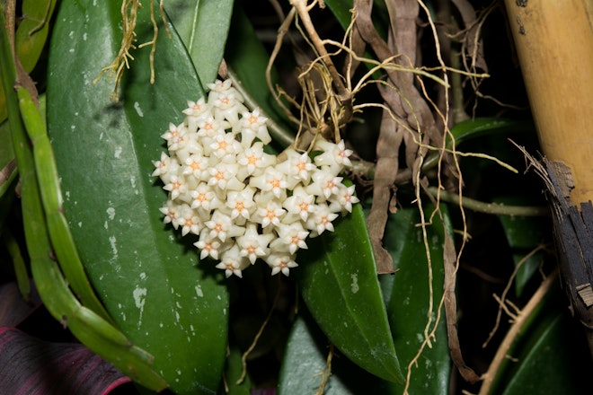 For the Love of Epiphytes | Root Houseplants