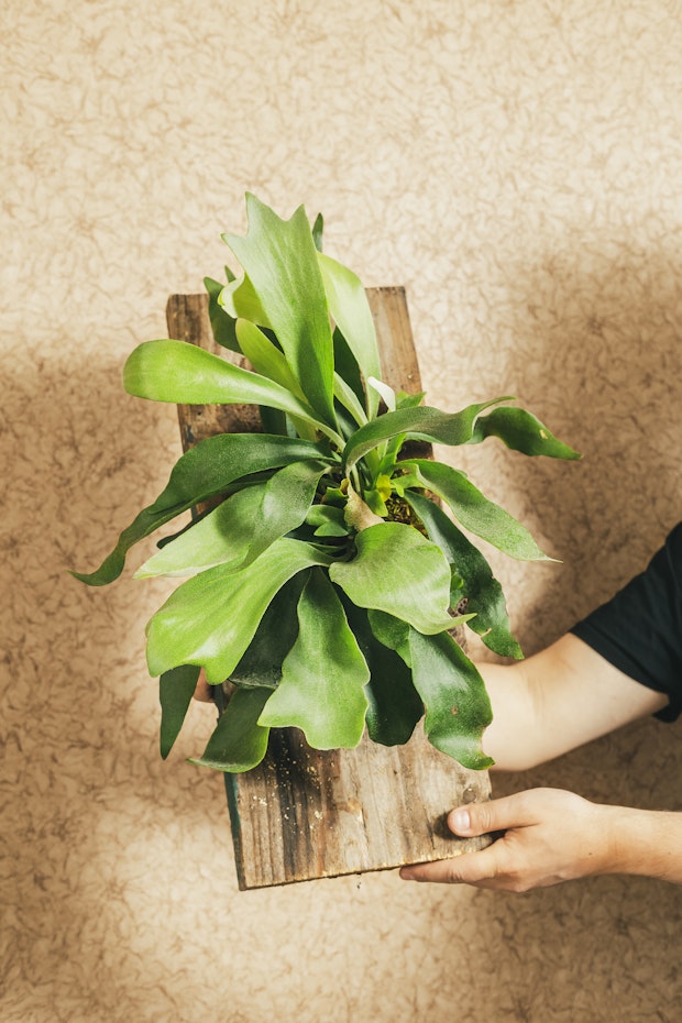 For the Love of Epiphytes | Root Houseplants