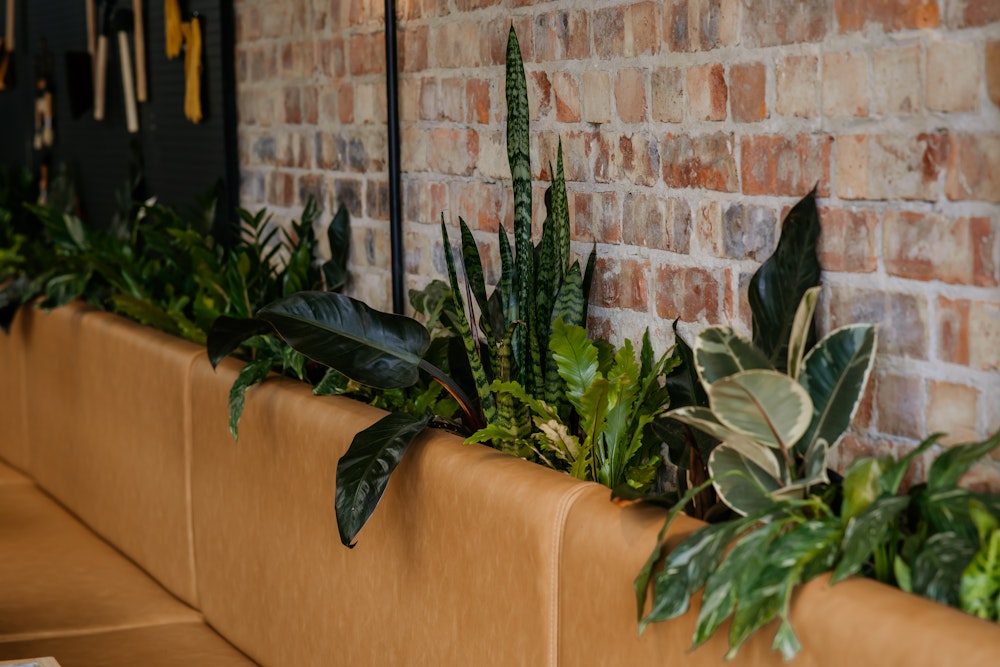 Root - Plants for Businesses - Hardware Liverpool