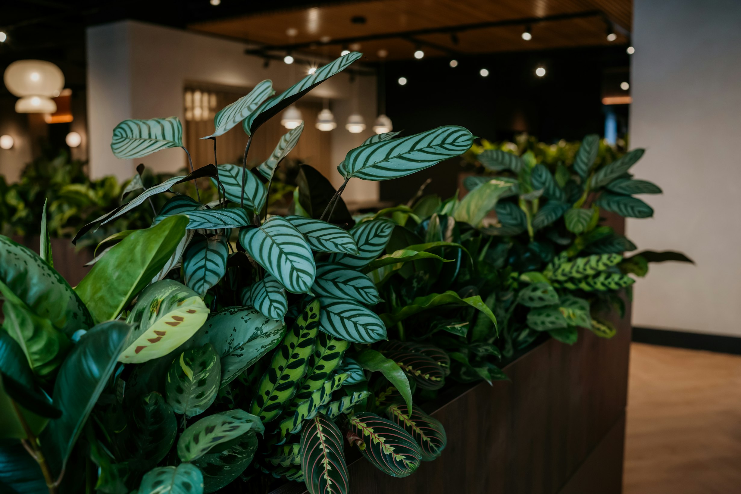 Commercial Plant Consultancy: Reducing Office Maintenance Costs in ...