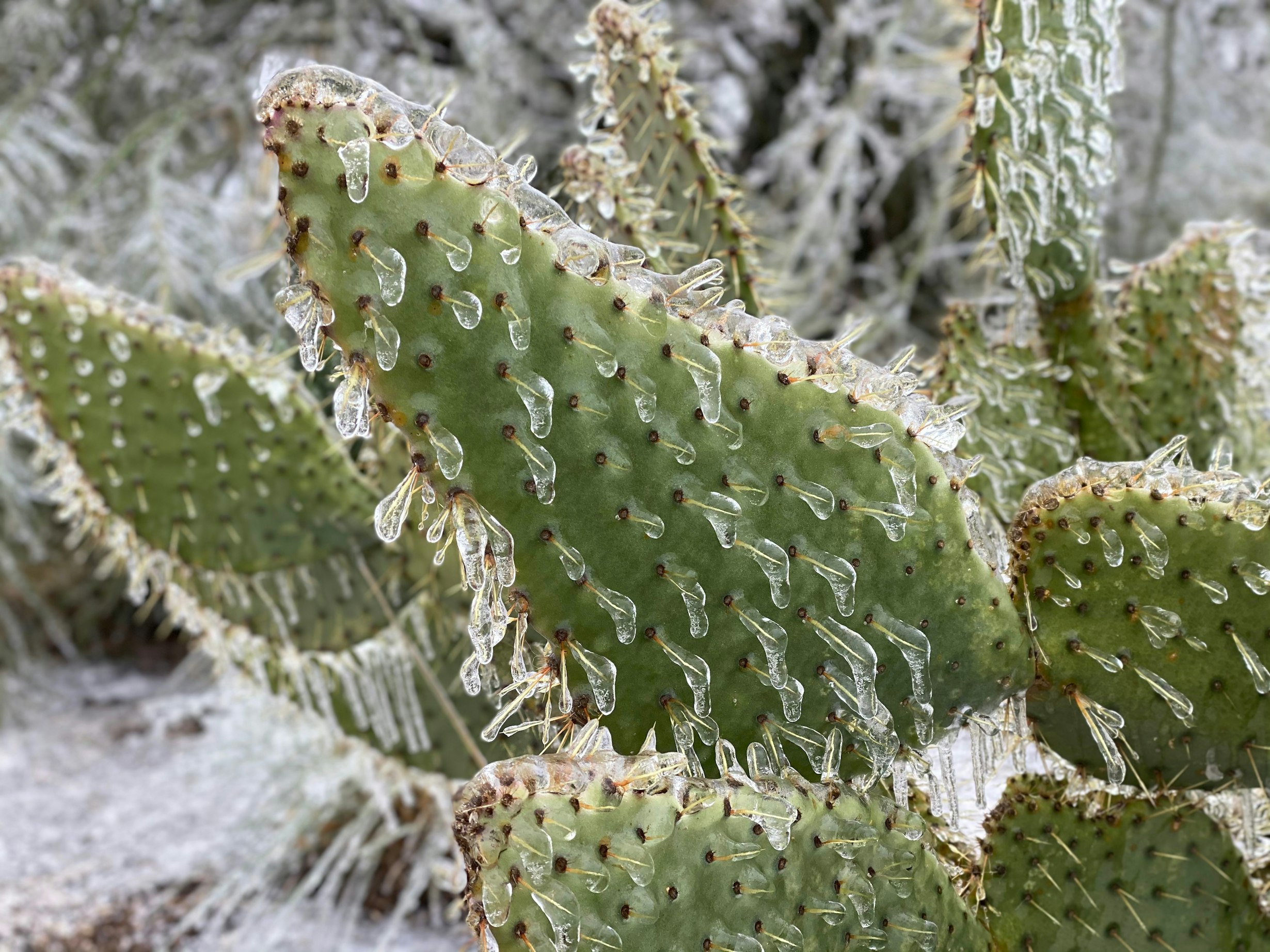 Getting your houseplants ready for winter | Root Houseplants