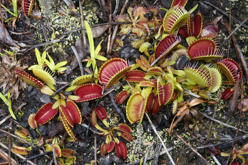 Venus Flytrap Dionaea Muscipula The Lowdown