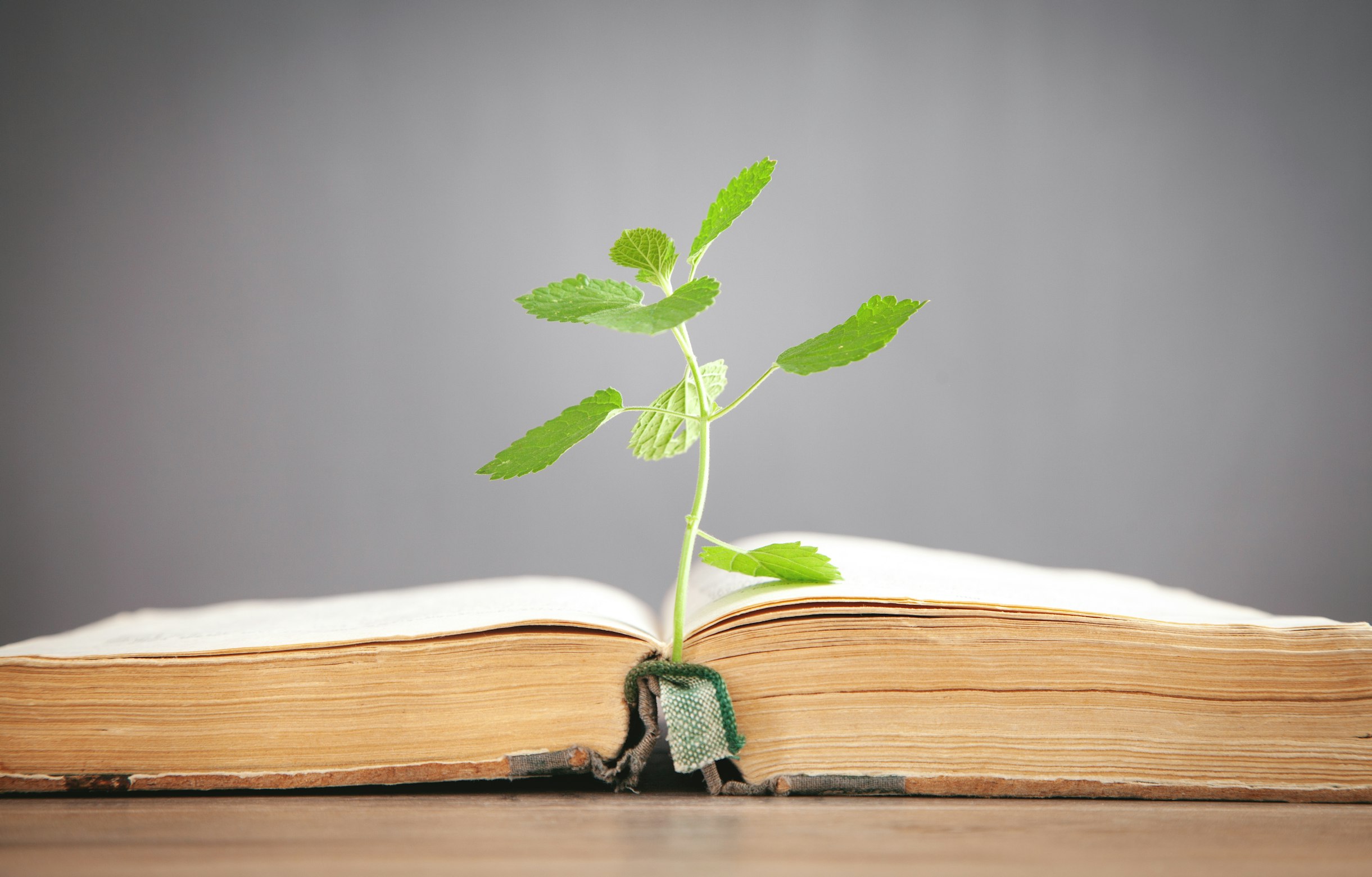 Glossary of Botanical Terms | Root Houseplants