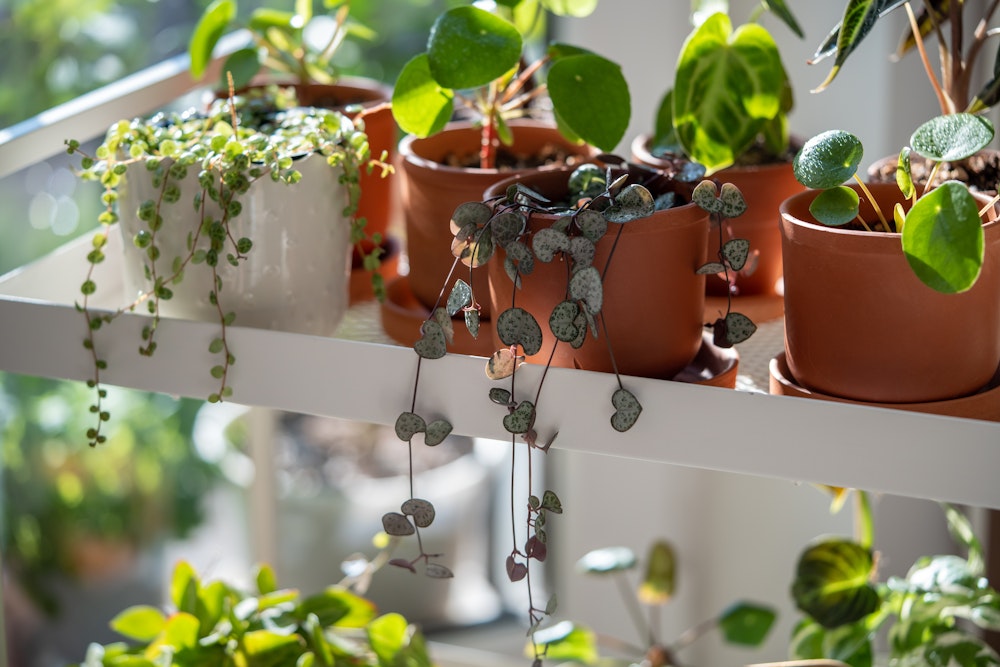 Understanding Light for Houseplants | Root Houseplants