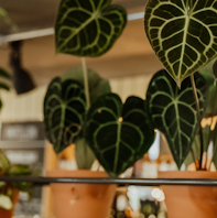 Pub & Bar Plants | Root Houseplants