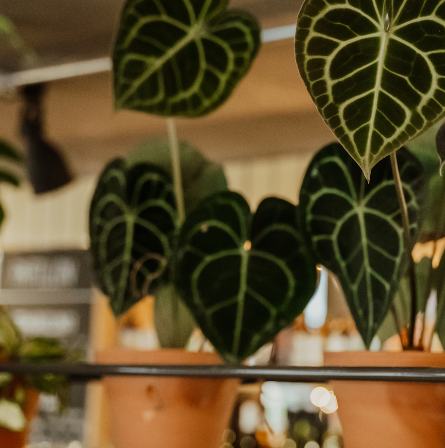 Pub & Bar Plants | Root Houseplants