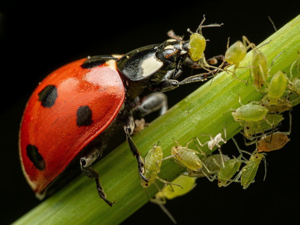 Thrips - What are they and how do I get rid of them?