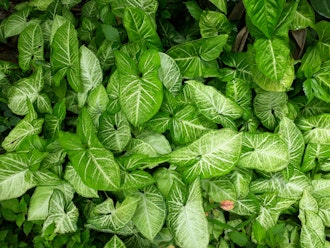 Syngonium - Care Tips | Root Houseplants