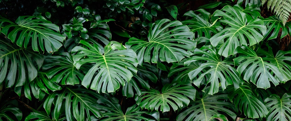 Monstera - Care Tips | Root Houseplants