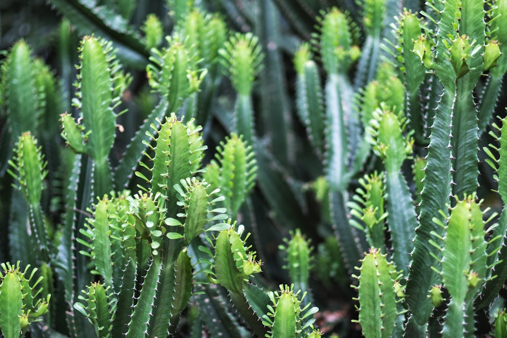 Euphorbia - Care Tips | Root Houseplants