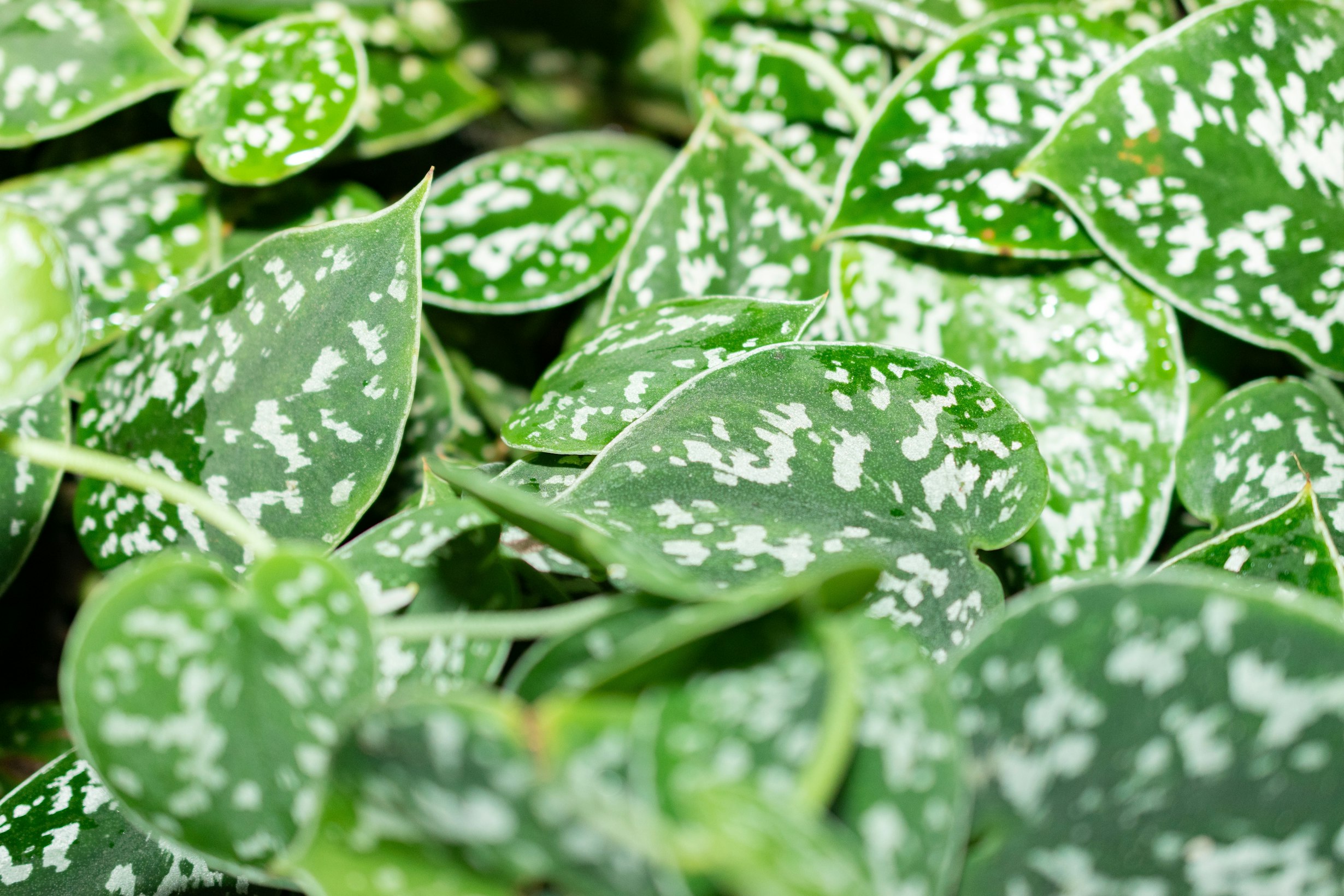 Scindapsus - Care Tips | Root Houseplants