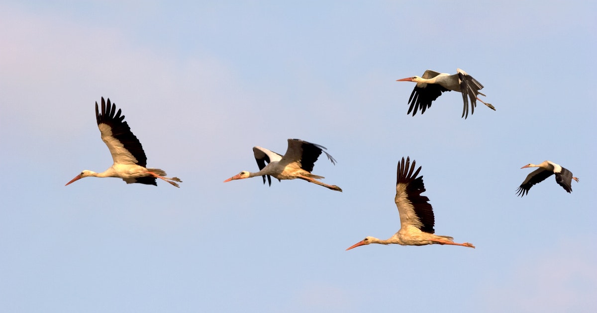 Project Storky: Automate App And Data Migration Between Regions