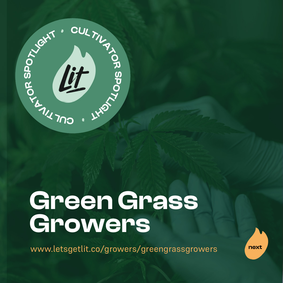 Jess Bright Design | LIT Visual Identity | Jess Bright Design