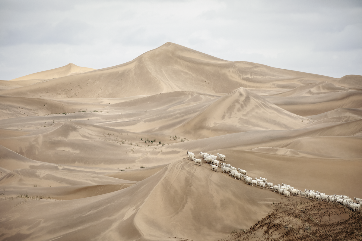 Cashmere: come nasce