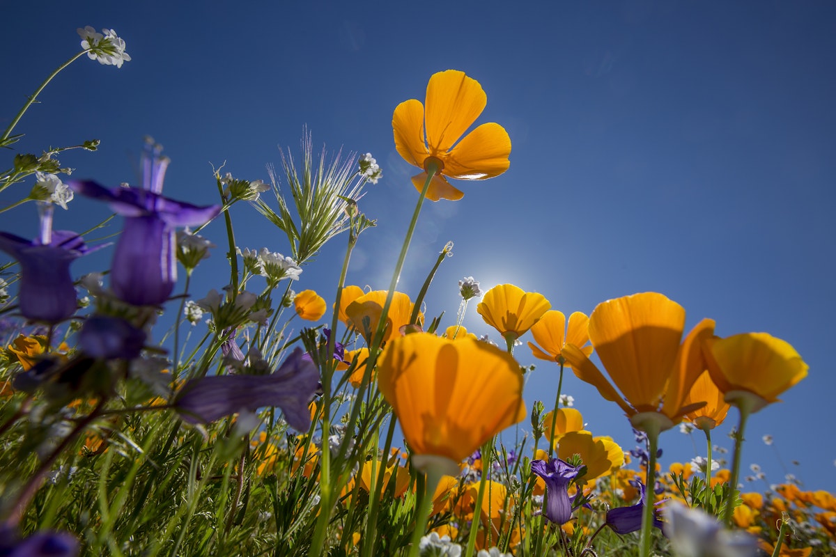 Equinozio di Primavera 2024: data, significato, riti e tradizioni
