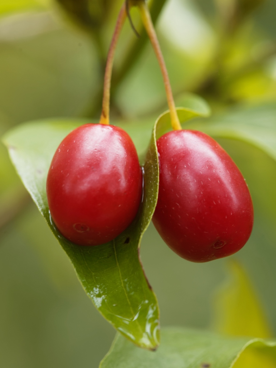 Distillates of Rare Fruit | Capovilla