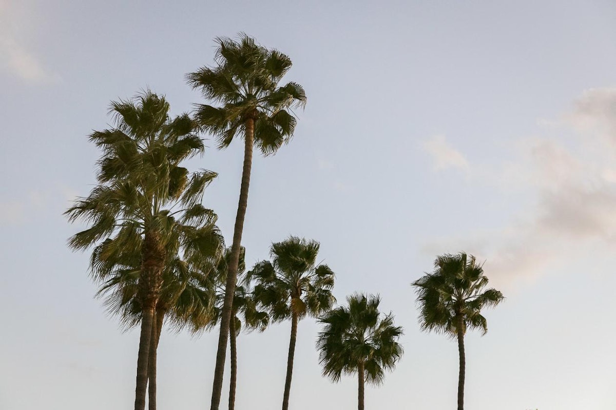 Frieze Los Angeles 2020: The Ultimate Guide to What to Do and What to See