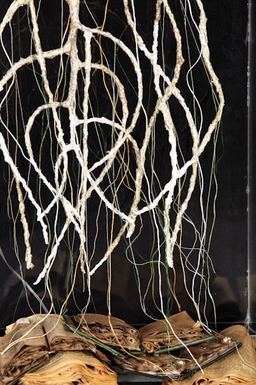 Hannah Clements | Art Gallery of NSW