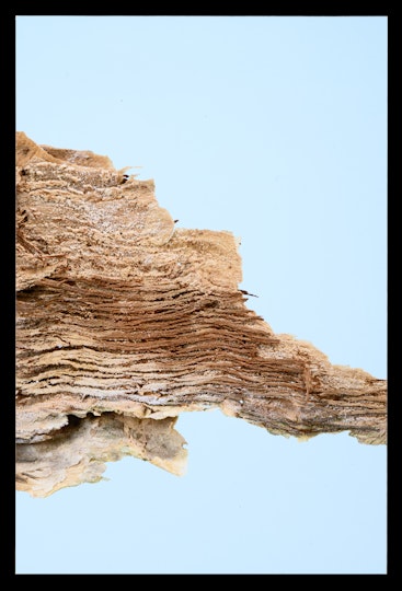 Matthew Zabel | Art Gallery of NSW