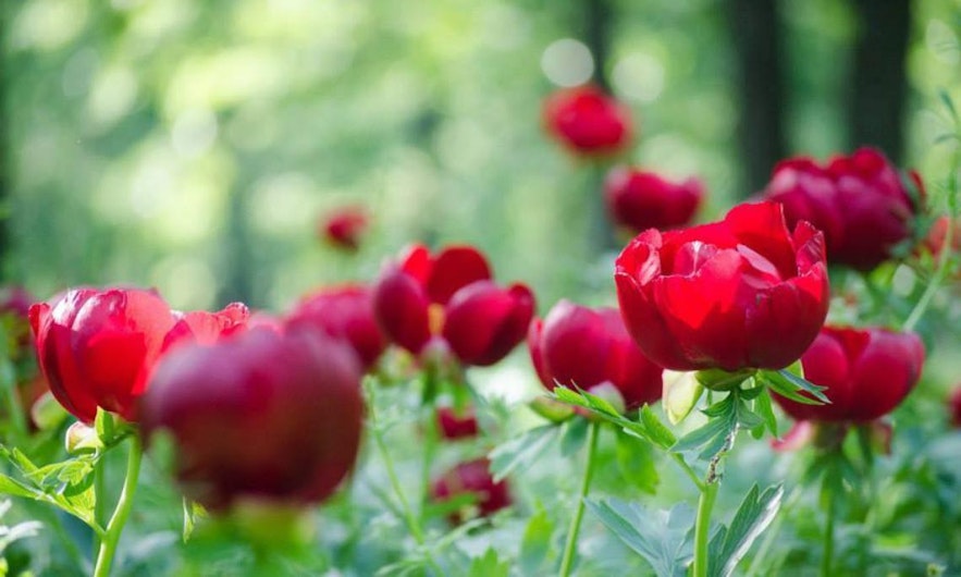 Bujorii sălbatici românești, protejați prin lege, pot fi admirați la ...