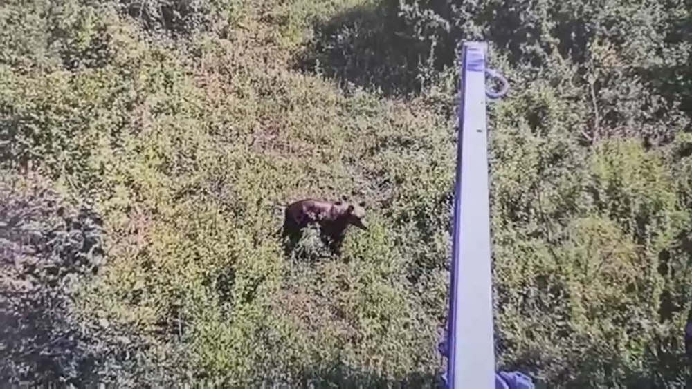 VIDEO | Imagini cu ursul văzut în apropiere de București