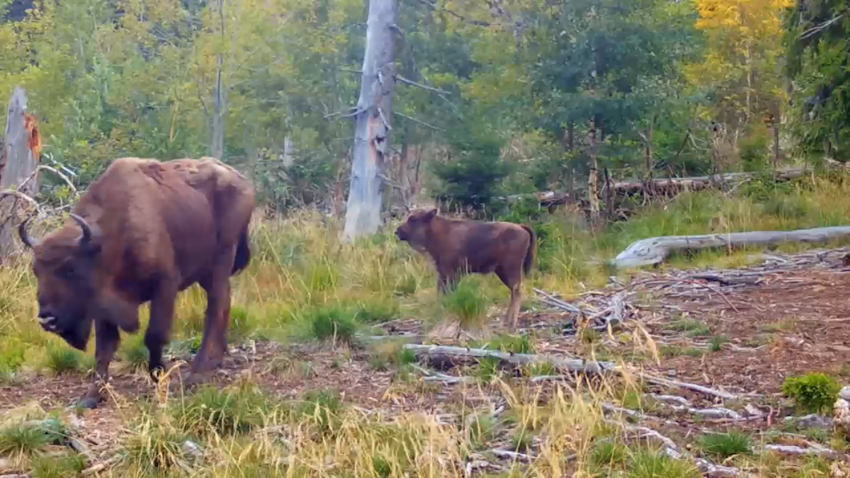 euronews.ro: Știri de ultimă oră, breaking news, #AllViews