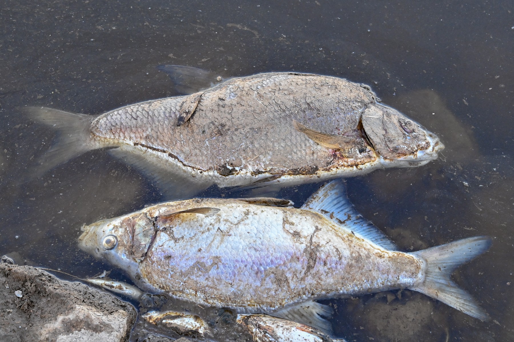 euronews.ro: Știri de ultimă oră, breaking news, #AllViews