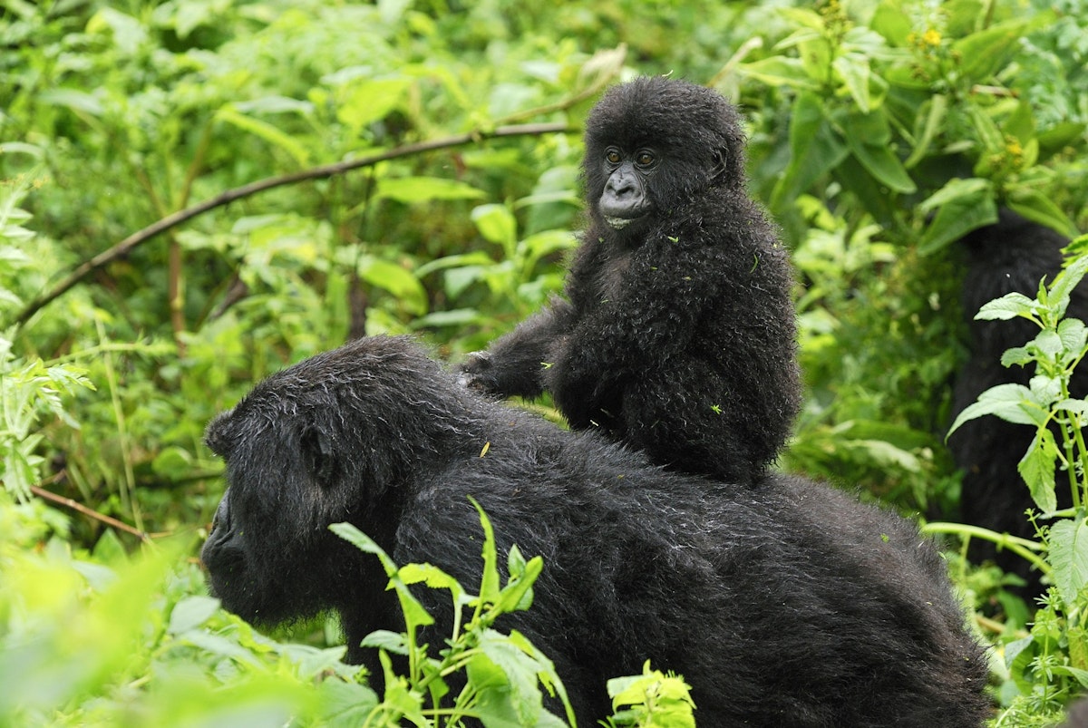 euronews.ro: Știri de ultimă oră, breaking news, #AllViews