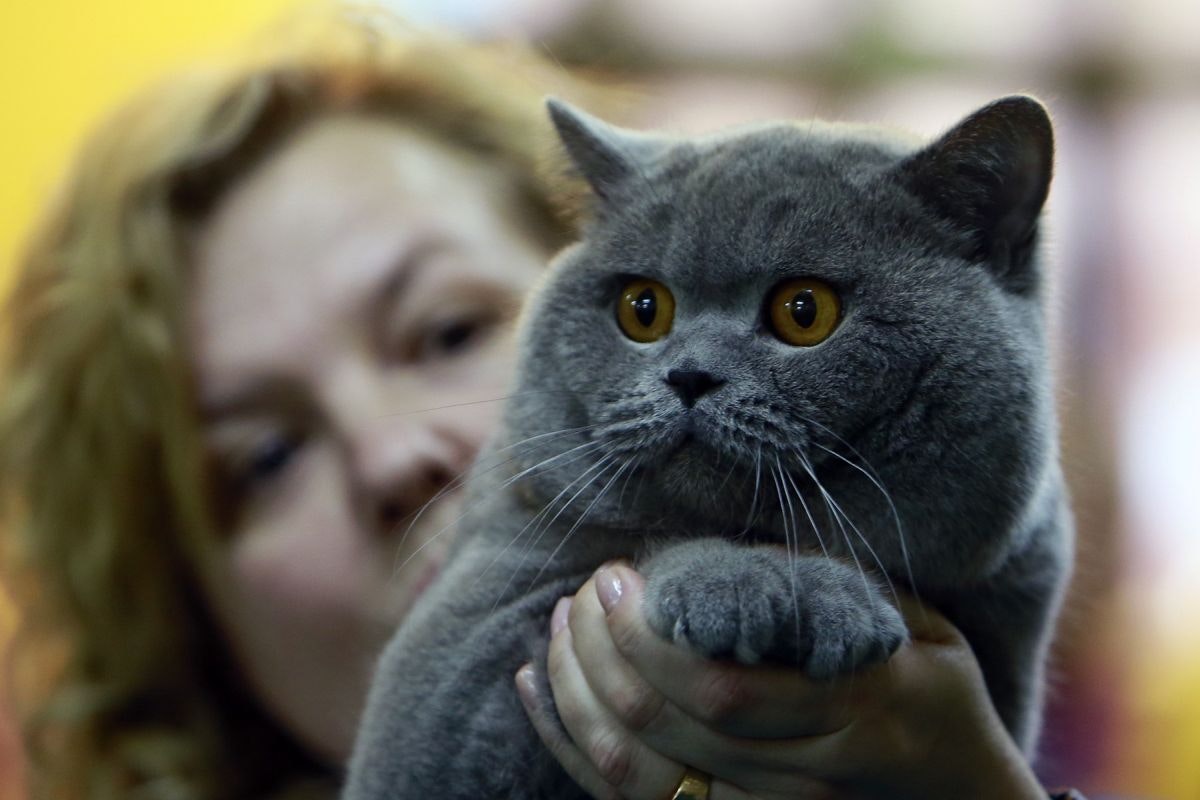 SofistiCAT 2022 | Peste 200 de pisici pot fi admirate la Sala Palatului ...