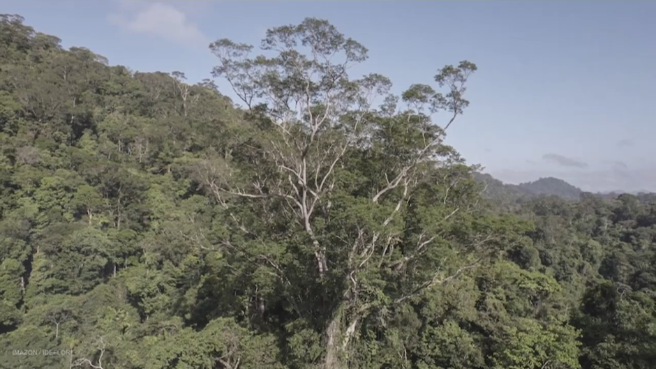 A fost găsit cel mai înalt copac din Amazonia. Arborele are 88 de metri
