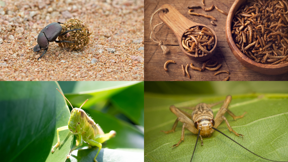 Larva gândacului de bălegar devine aliment în UE. Ce alte insecte mai ...