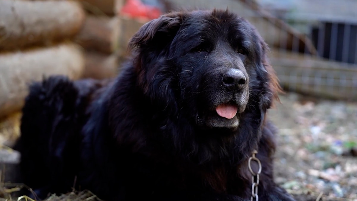 euronews.ro: Știri de ultimă oră, breaking news, #AllViews